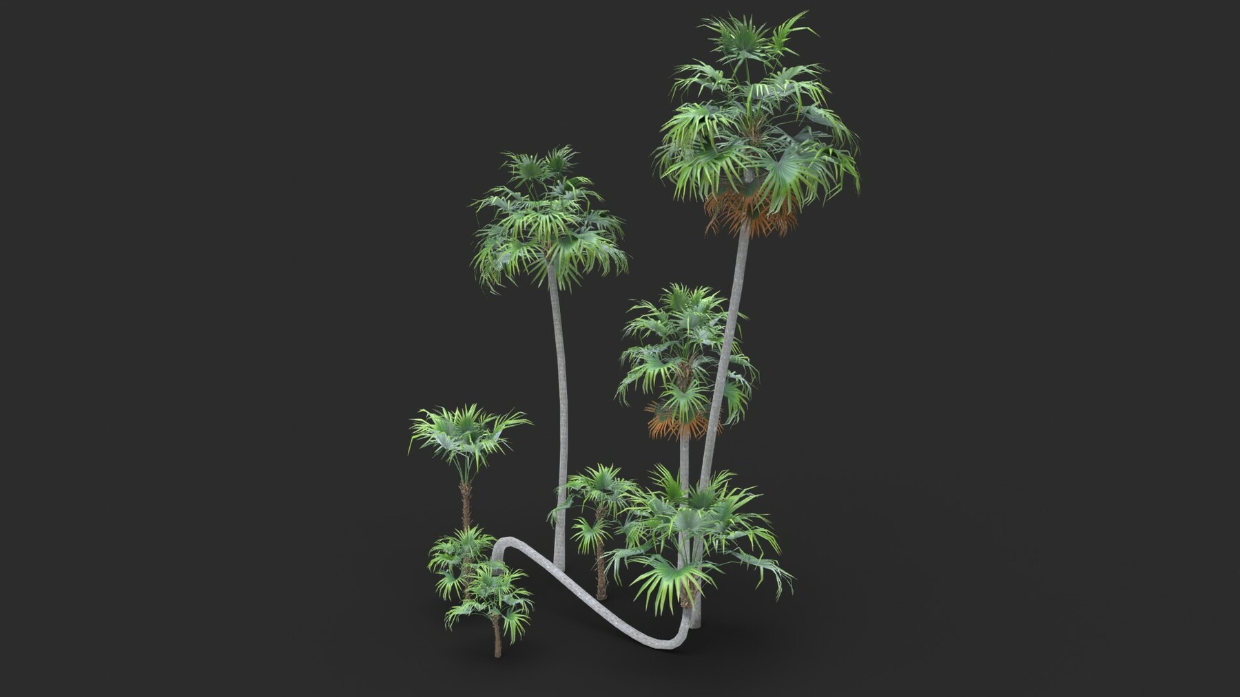 ArtStation - Green Thatch Palm Tree - Thrinax Radiata | Game Assets