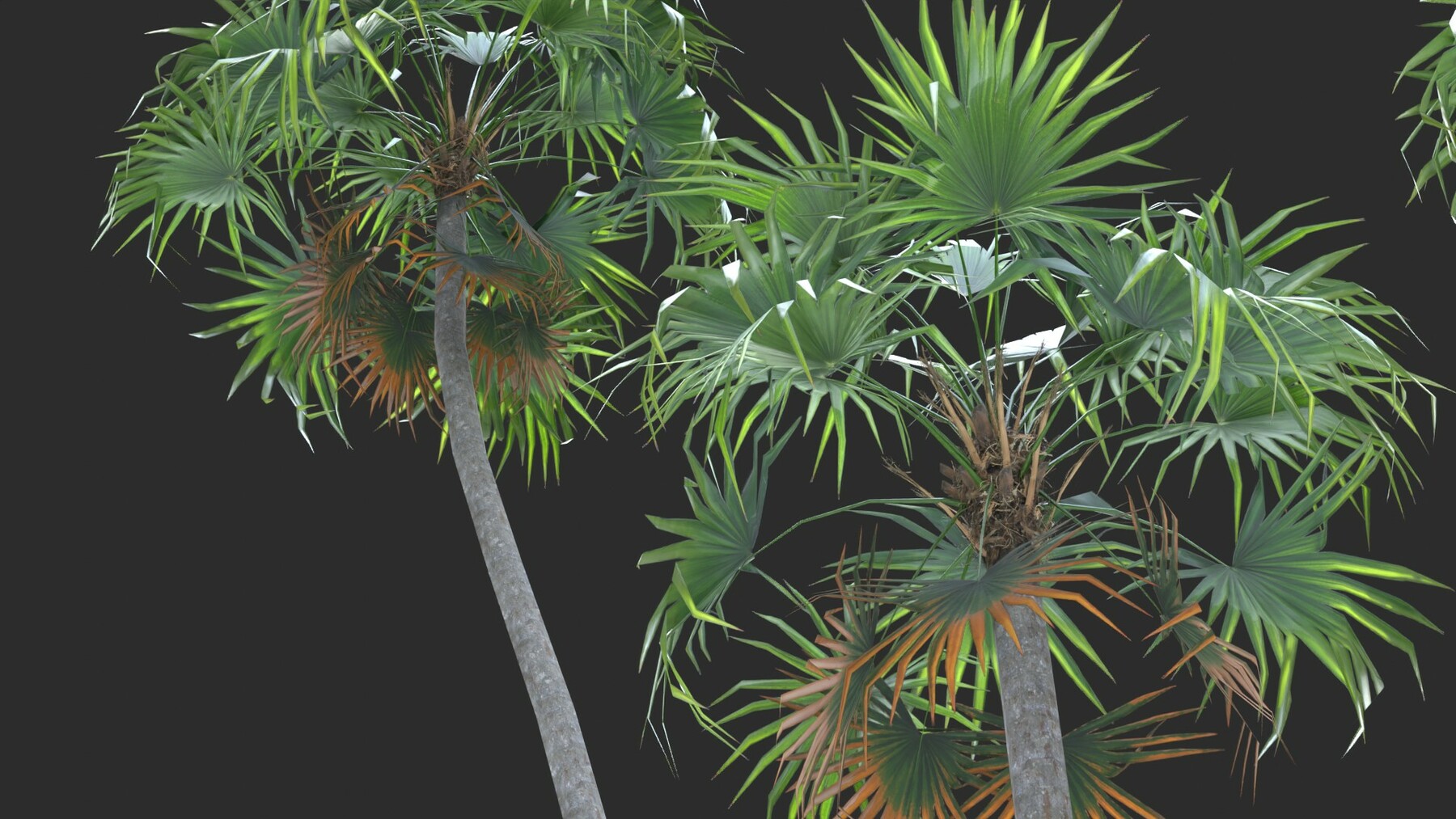 ArtStation - Green Thatch Palm Tree - Thrinax Radiata | Game Assets