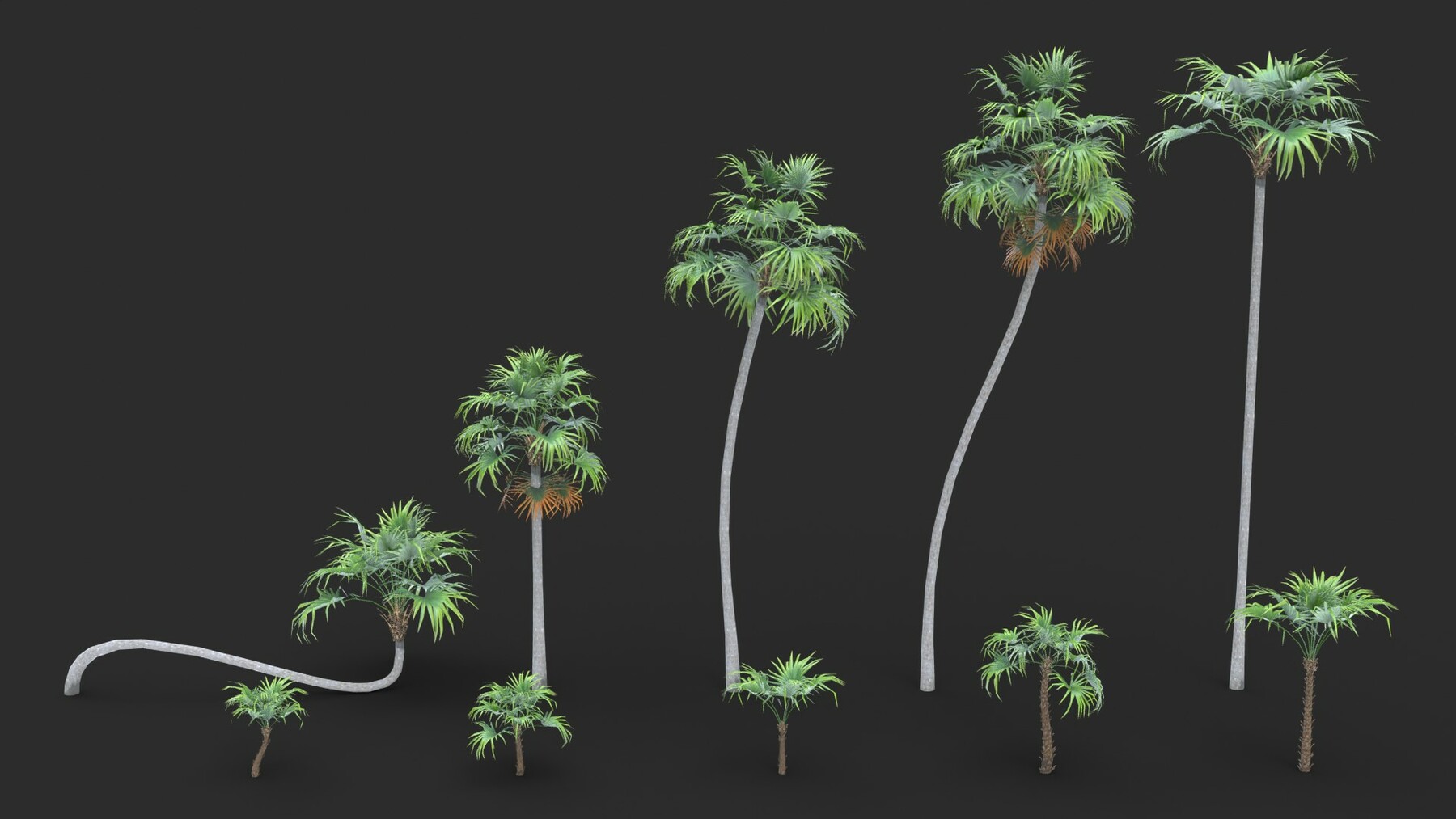 ArtStation - Green Thatch Palm Tree - Thrinax Radiata | Game Assets
