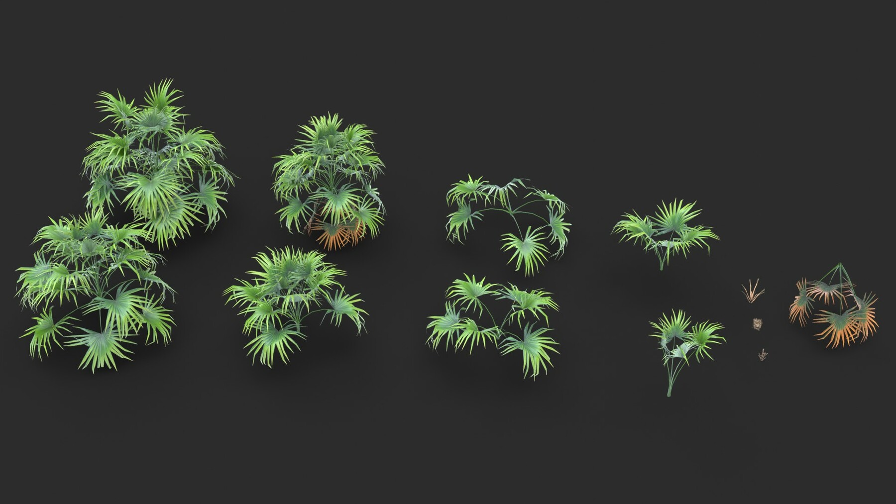 ArtStation - Green Thatch Palm Tree - Thrinax Radiata | Game Assets