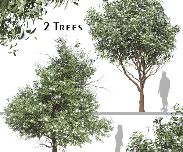 ArtStation - Set of Michelia Maudiae Tree ( Magnolia maudiae ) (2 Trees ...