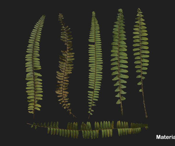 ArtStation - Common Fern | Game Assets