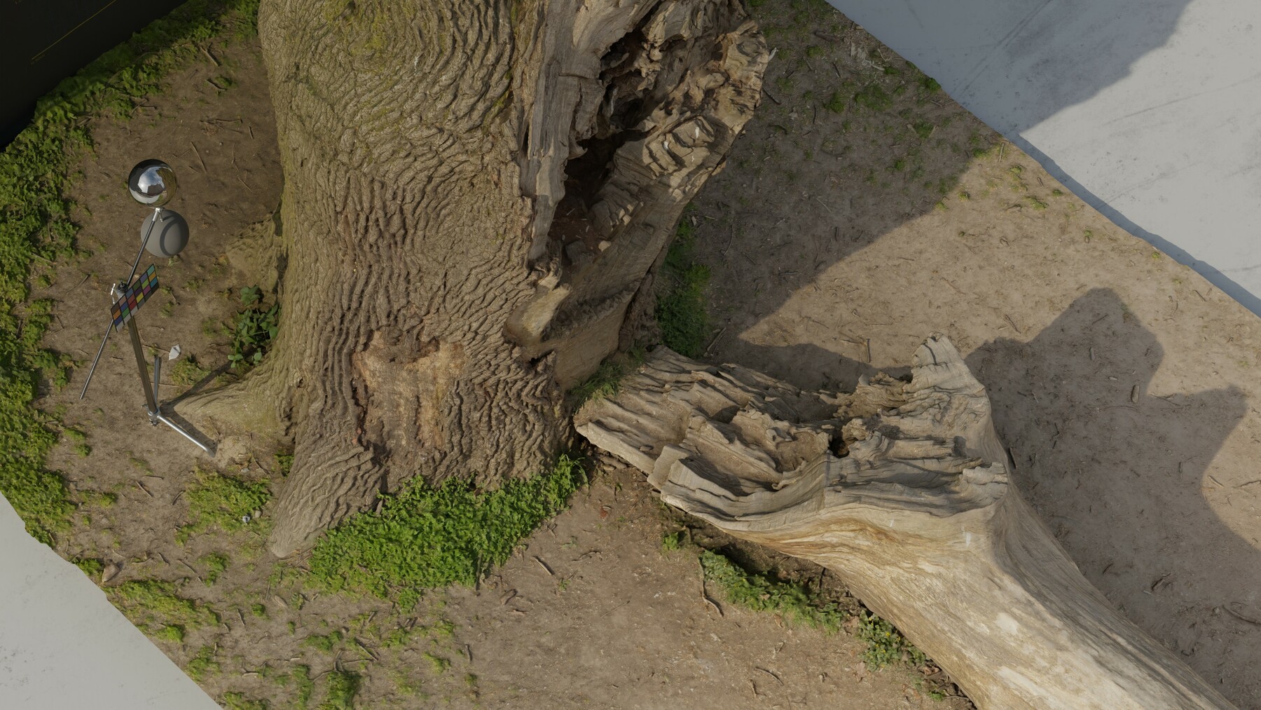 ArtStation - Fallen Tree with a split branch Photogrammetry | Game Assets
