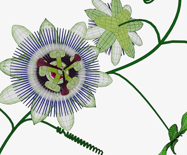 ArtStation - 3D Passion flower | Game Assets