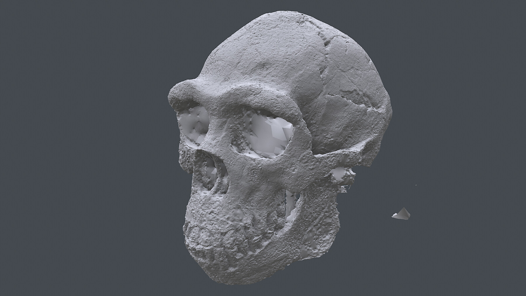 ArtStation - human skeleton_Homo erectus pekinesis, Peking Man ...