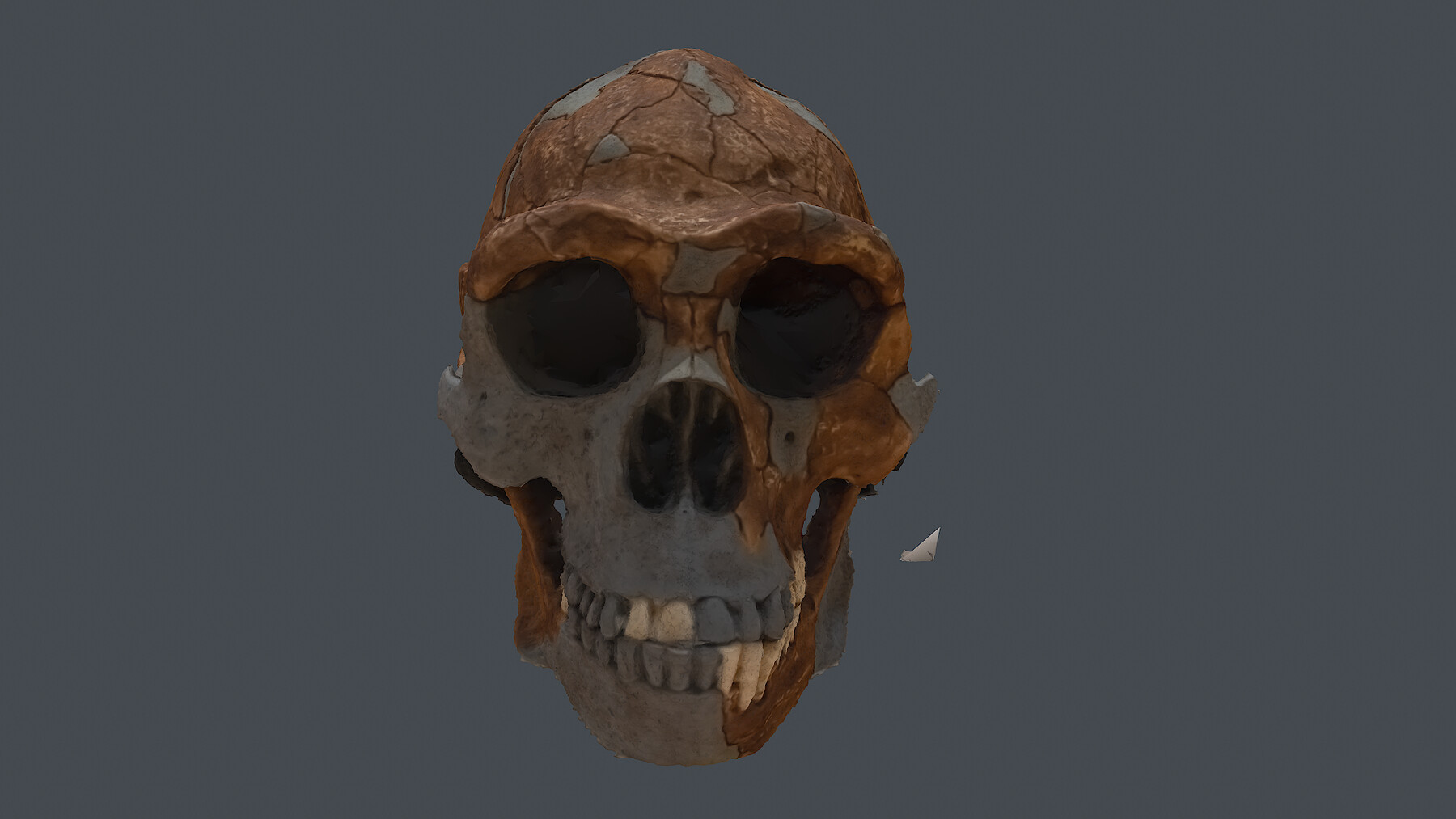 ArtStation - human skeleton_Homo erectus pekinesis, Peking Man ...