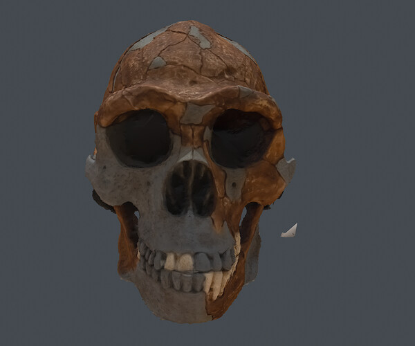 ArtStation - human skeleton_Homo erectus pekinesis, Peking Man ...