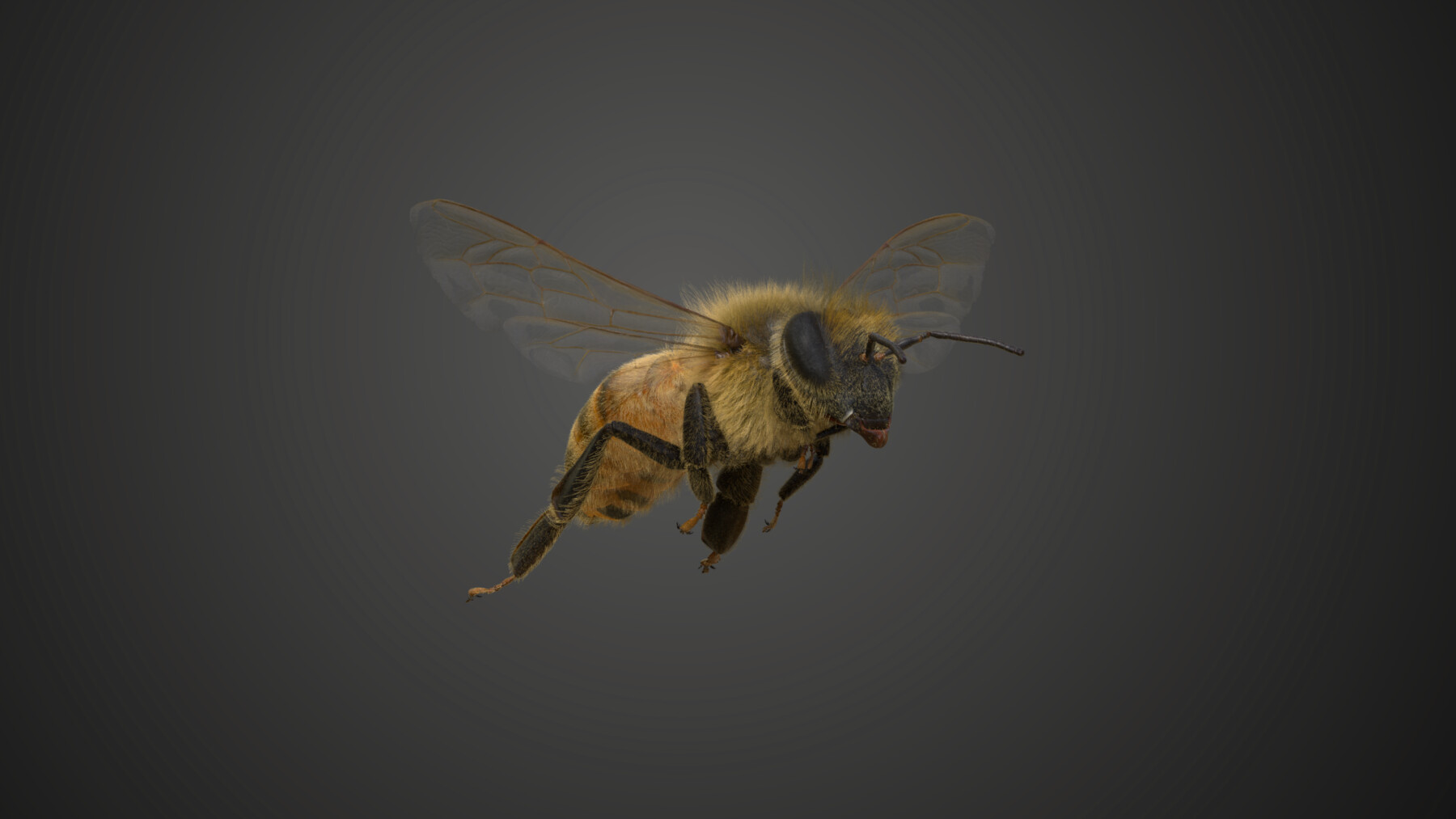 ArtStation - Honey bee Animated | VFX Grace | Game Assets