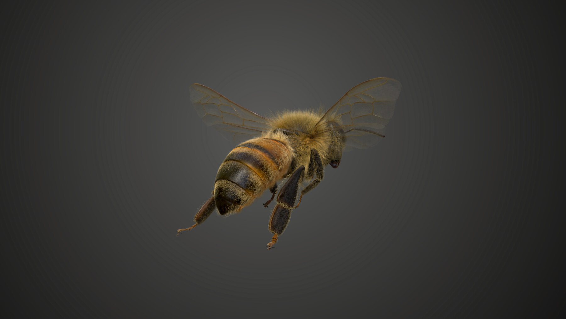 ArtStation - Honey bee Animated | VFX Grace | Game Assets