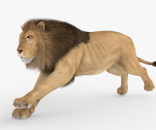 ArtStation - 3D Model: Lion Rigged | Game Assets