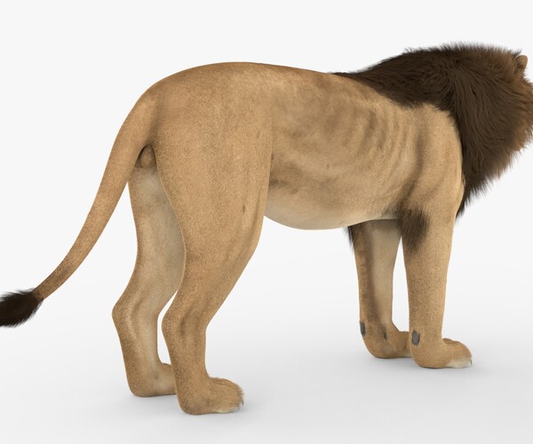 ArtStation - 3D Model: Lion Rigged | Game Assets