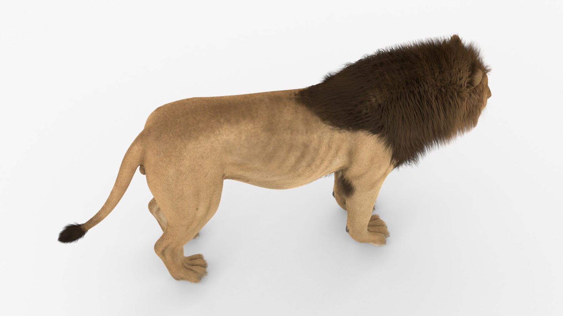ArtStation - 3D Model: Lion Rigged | Game Assets