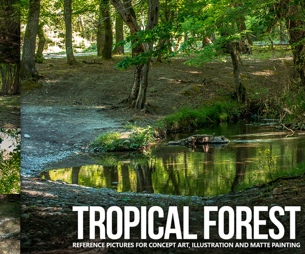 ArtStation - 670+ Tropical Forest Reference Pictures | Resources