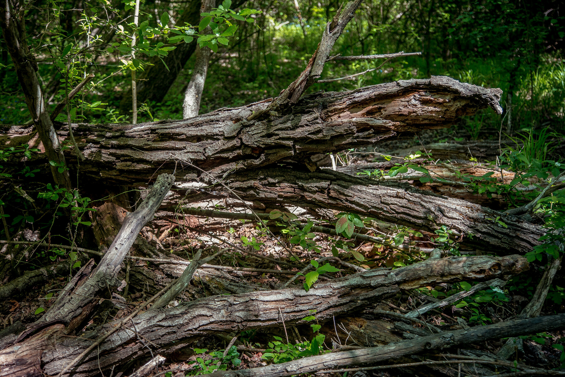 ArtStation - 670+ Tropical Forest Reference Pictures | Resources