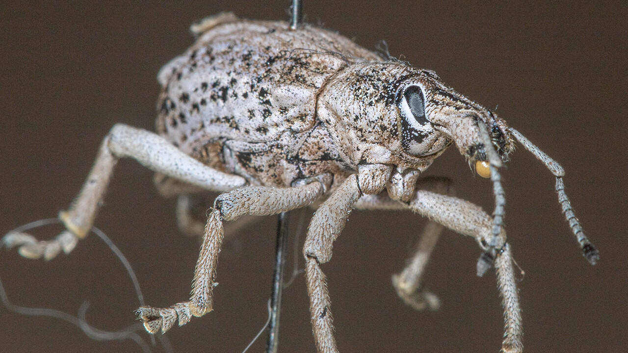 ArtStation - Backyard Weevil Reference Pack | Resources