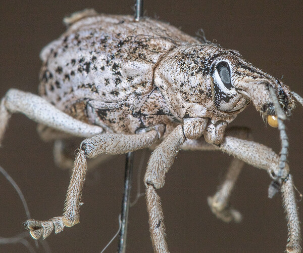ArtStation - Backyard Weevil Reference Pack | Resources