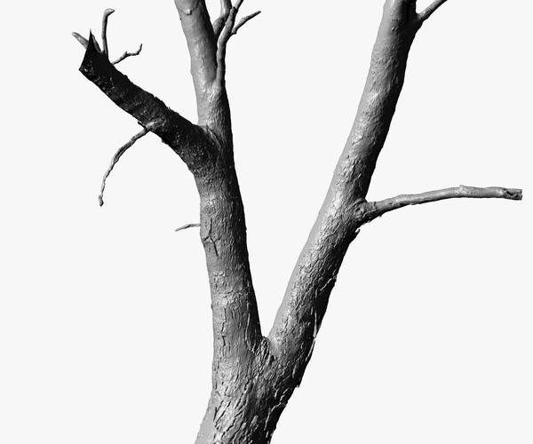 ArtStation - Burnt Tree Trunk 1x16k \ 3x20k Textures Raw 3D scan | Game ...