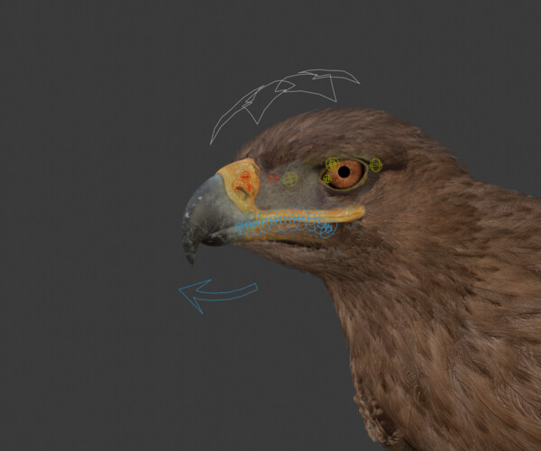 ArtStation - Aquila Nipalensis Animated | VFX Grace | Game Assets