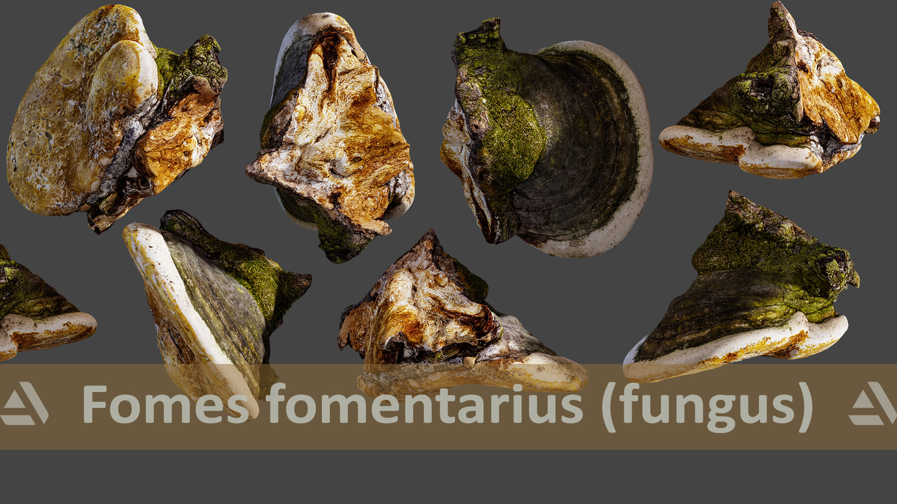 ArtStation - Fomes fomentarius (fungus) | Game Assets