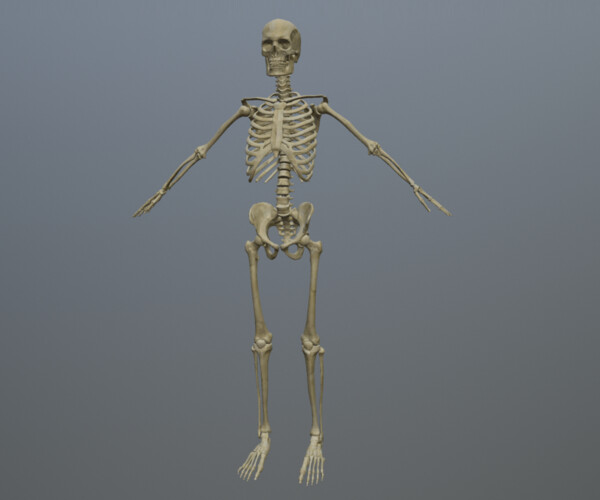 ArtStation - ANATOMIC HUMAN SKELETON low-poly PBR | Game Assets