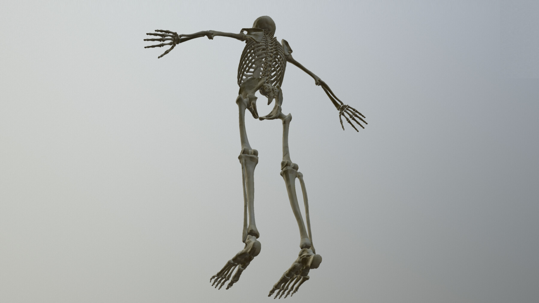 ArtStation - ANATOMIC HUMAN SKELETON low-poly PBR | Game Assets