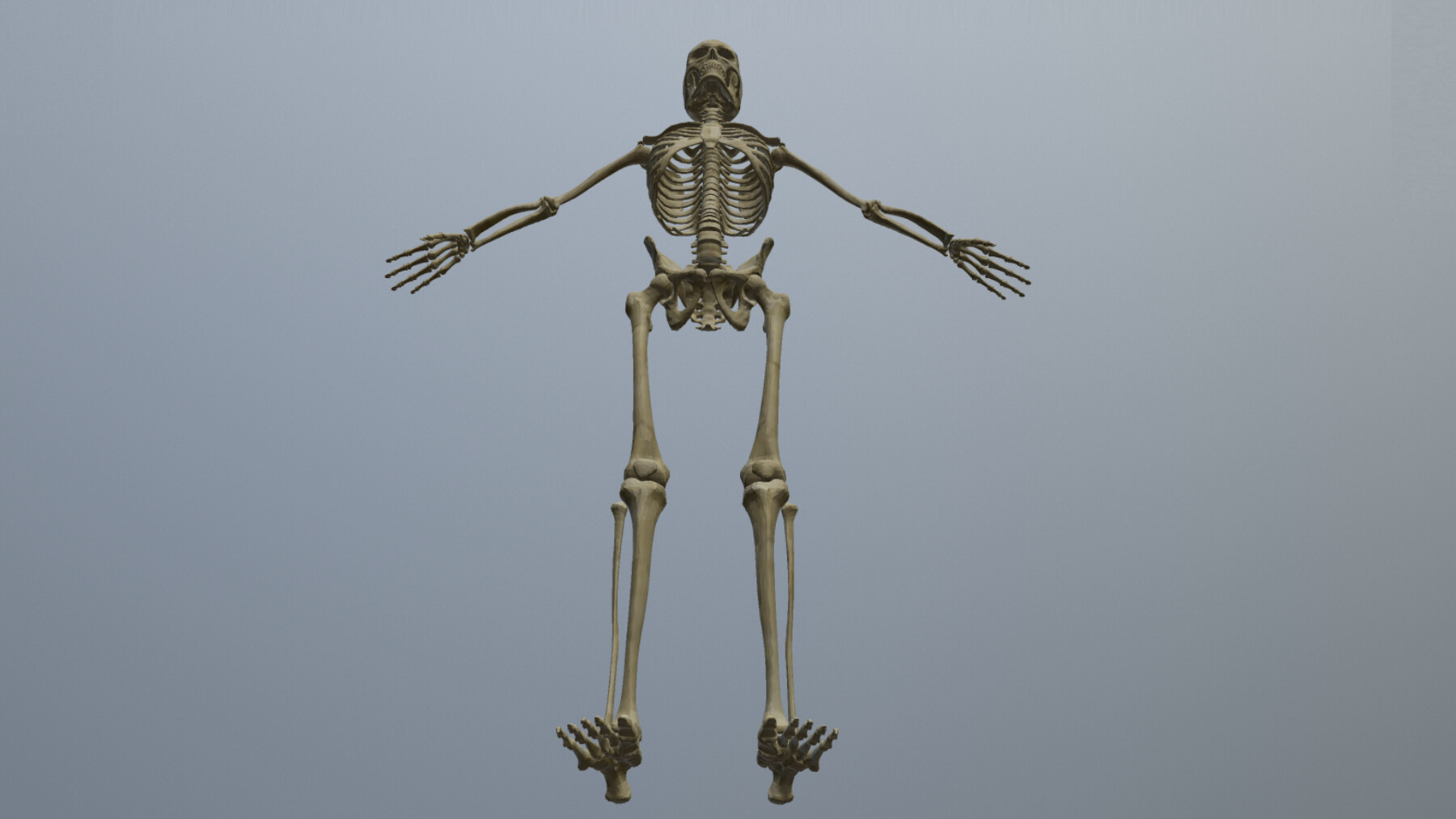 ArtStation - ANATOMIC HUMAN SKELETON low-poly PBR | Game Assets