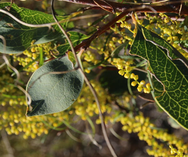 ArtStation - Australian bush & rocks reference pack | Resources