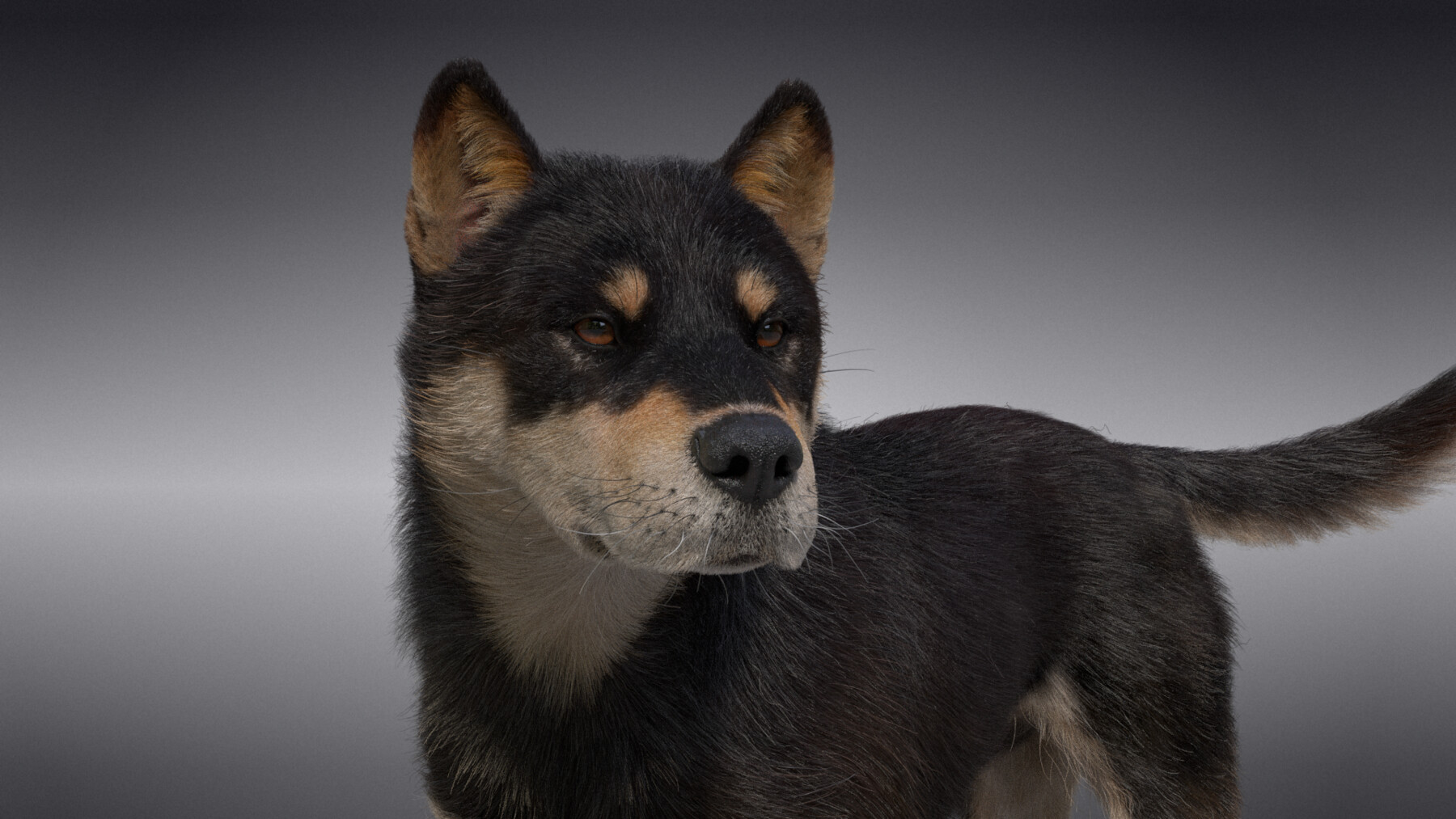 ArtStation - Four-Eyed Dog Animated | VFX Grace | Game Assets