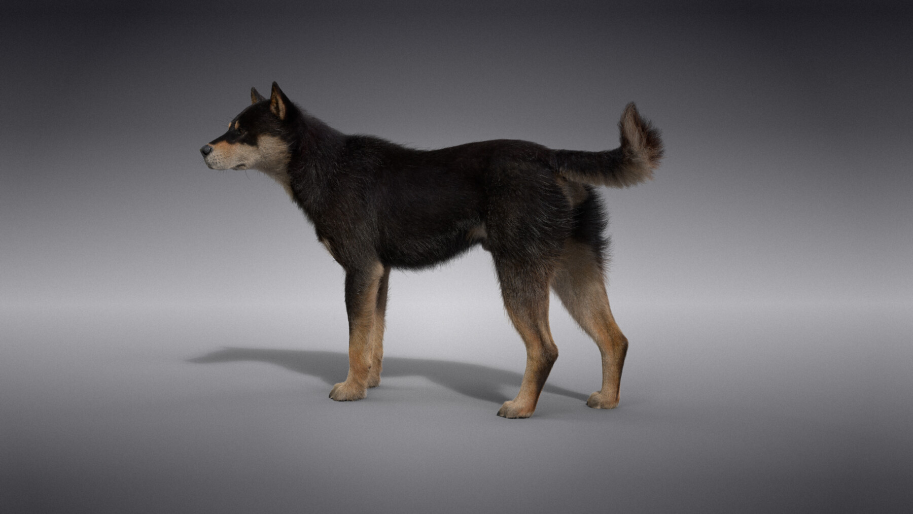 ArtStation - Four-Eyed Dog Animated | VFX Grace | Game Assets