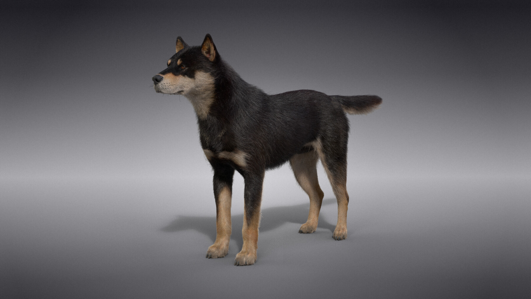 ArtStation - Four-Eyed Dog Animated | VFX Grace | Game Assets