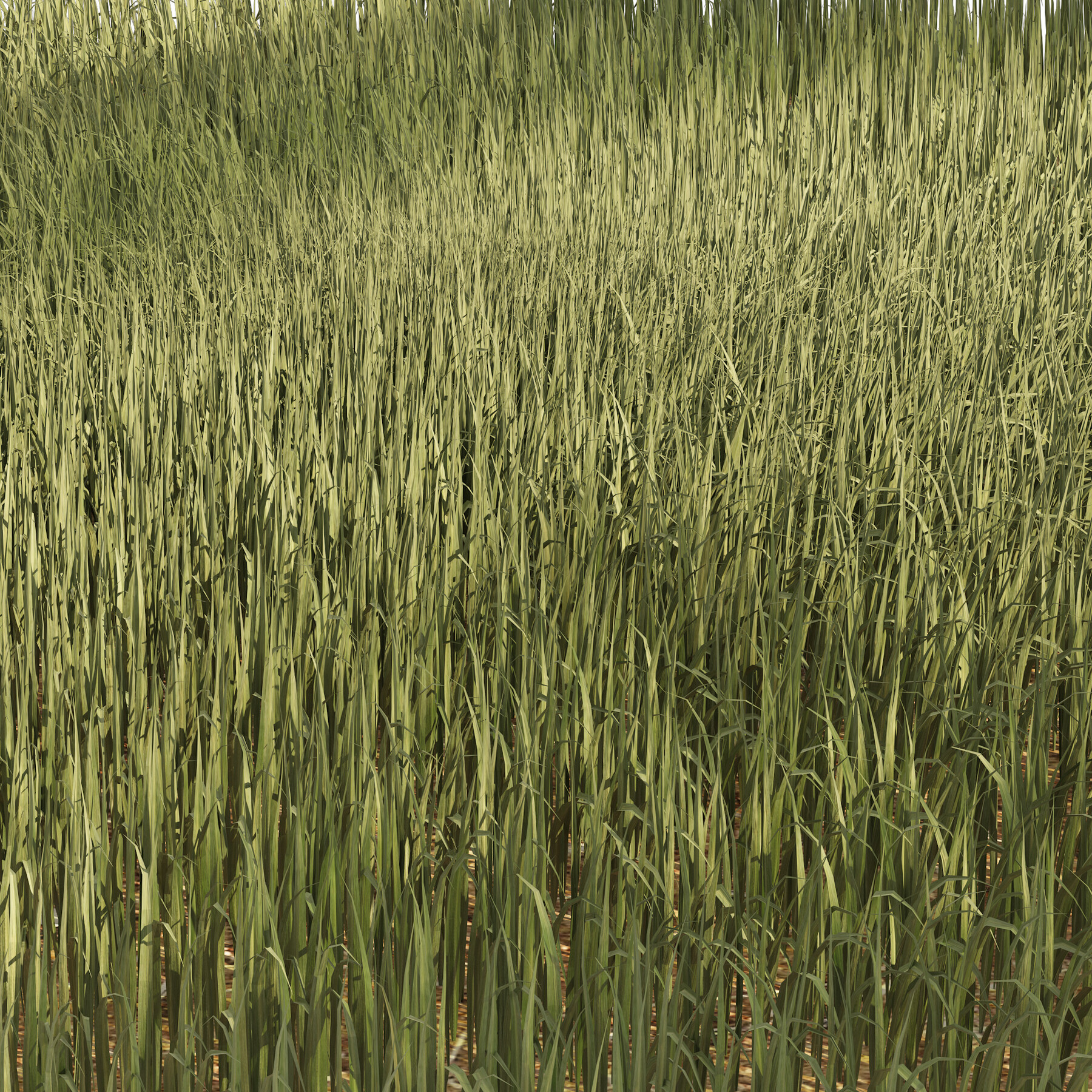 ArtStation - High Rye grass 3d model | Resources