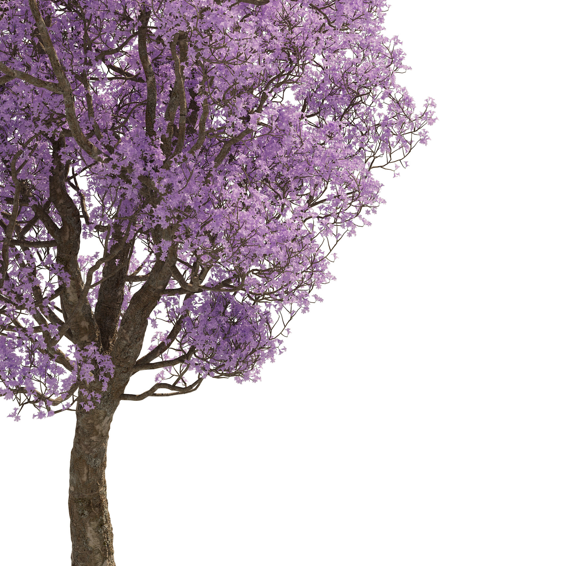 ArtStation - Spring Jacaranda Mimosifolia Tree | Resources