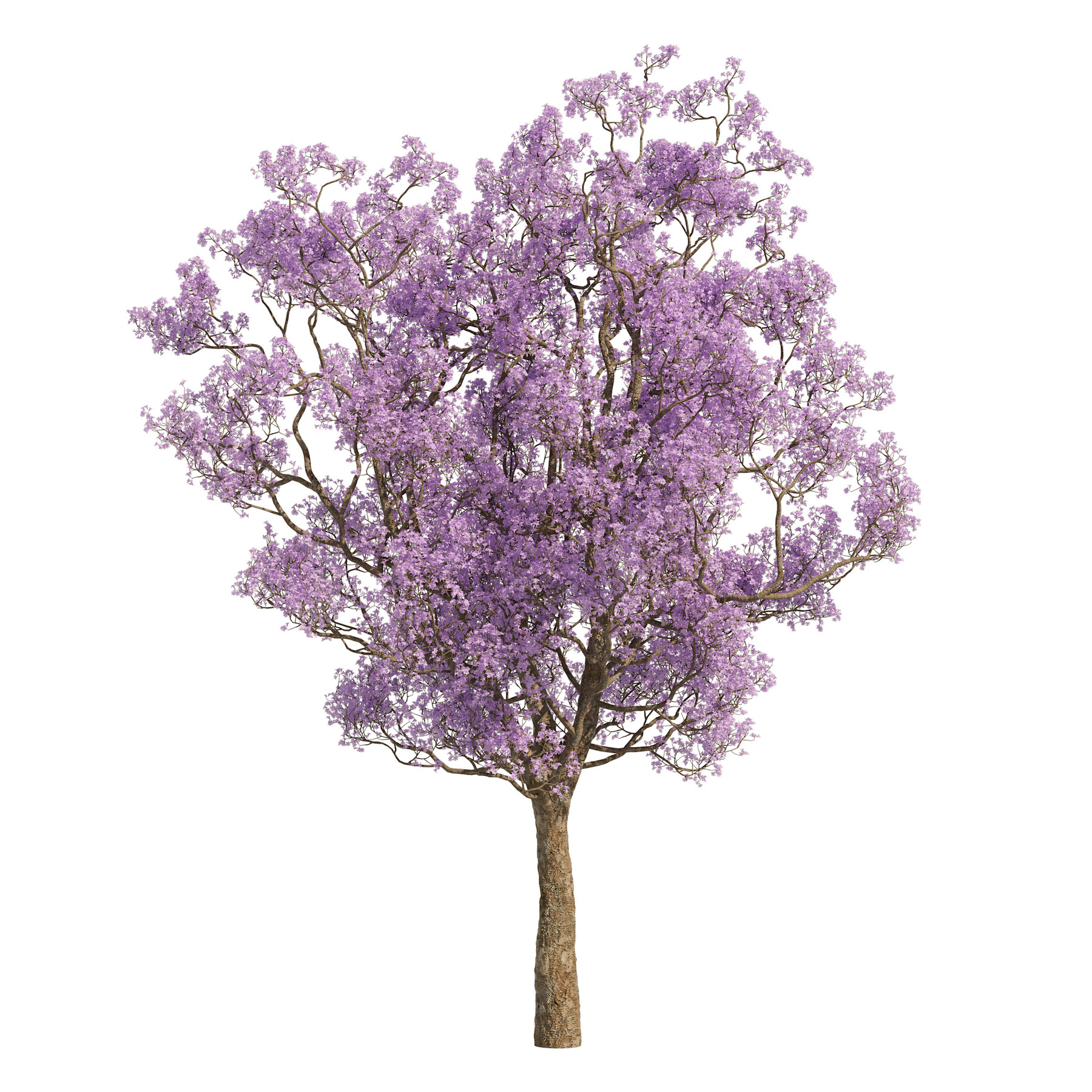 ArtStation - Spring Jacaranda Mimosifolia Tree | Resources