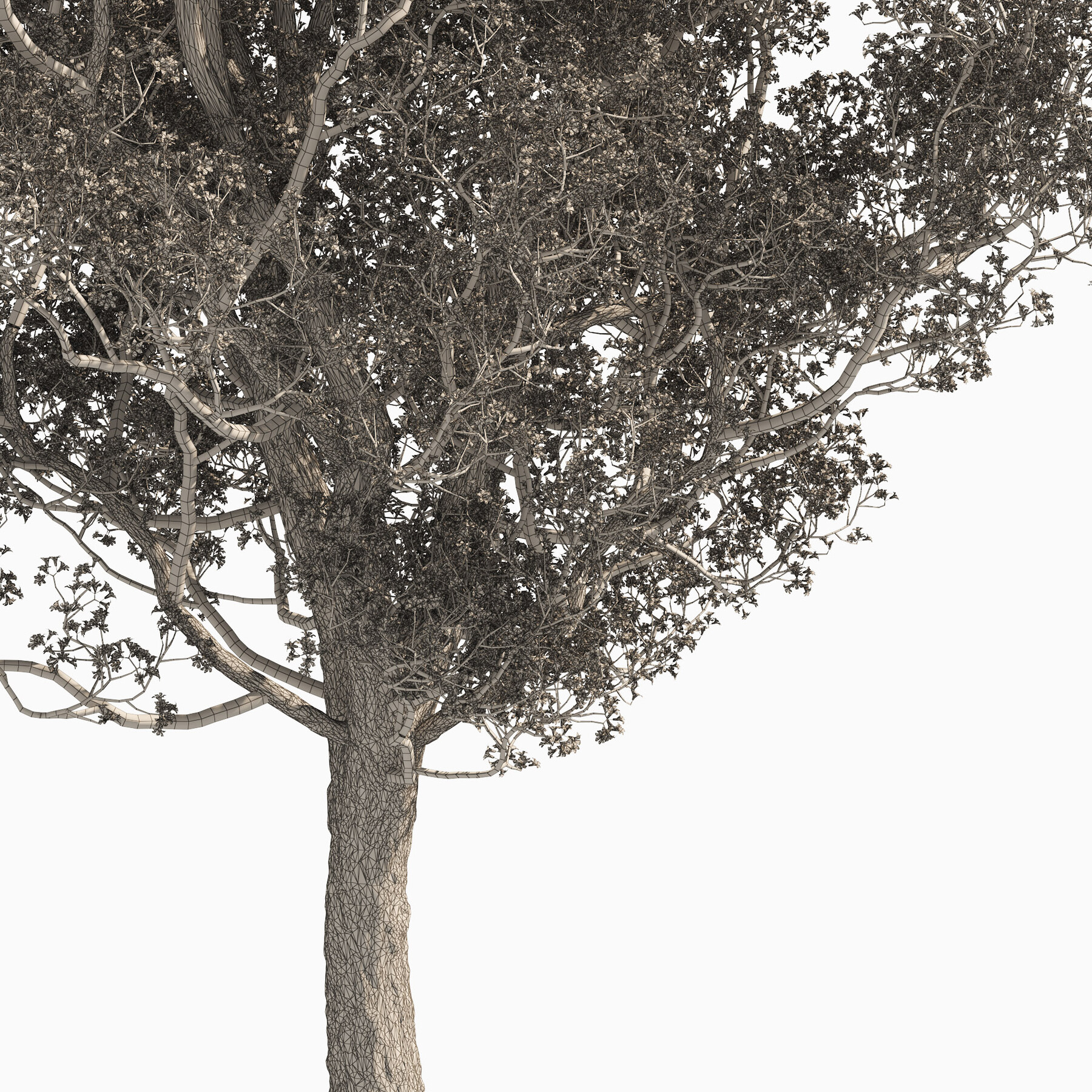 ArtStation - Spring Jacaranda Mimosifolia Tree | Resources