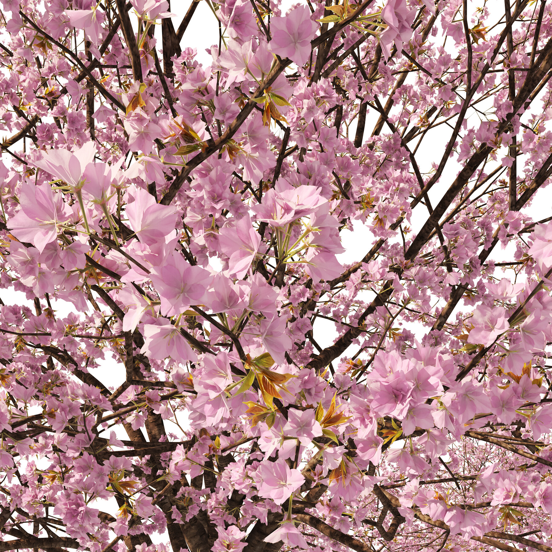 ArtStation - 2 Spring Cerasus Tree Pink Tree 3D model | Resources