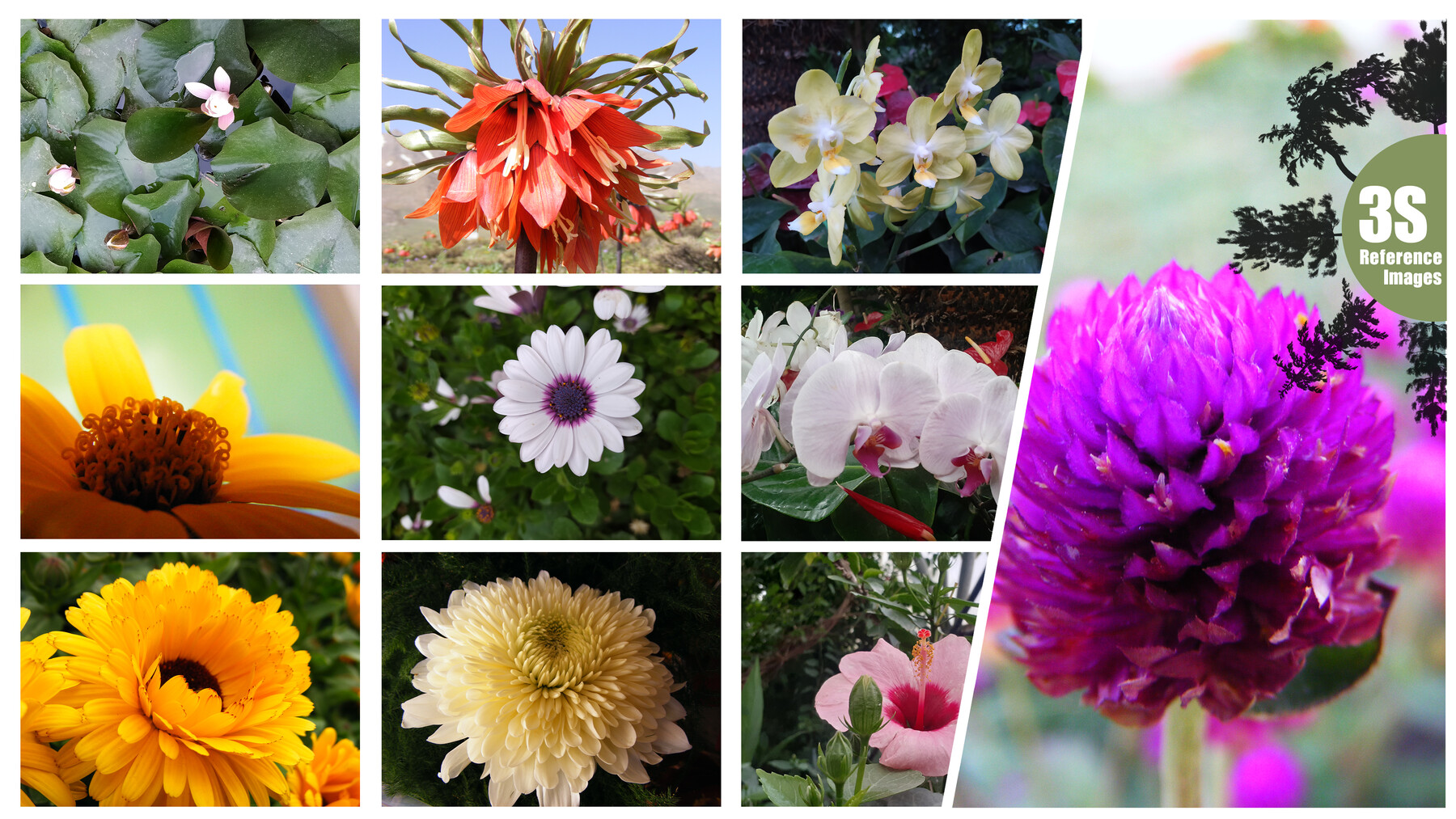 ArtStation - 350+ Plants and Flowers Refrence (photos) | Resources