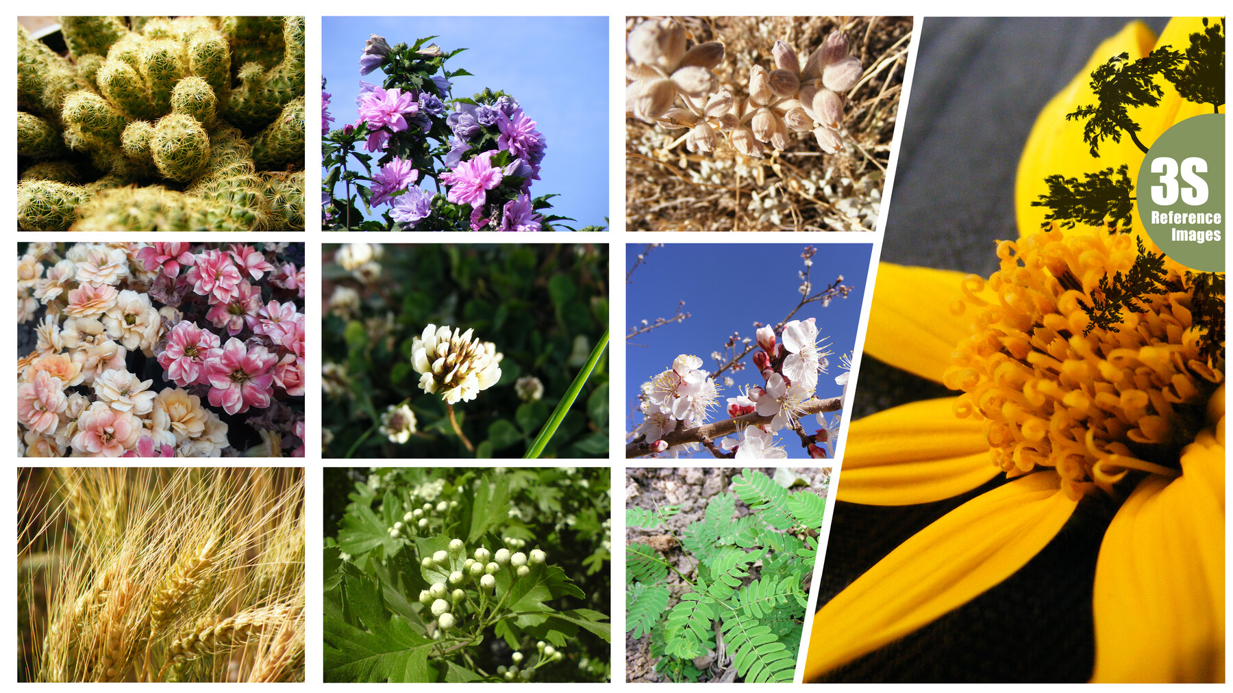 ArtStation - 350+ Plants and Flowers Refrence (photos) | Resources