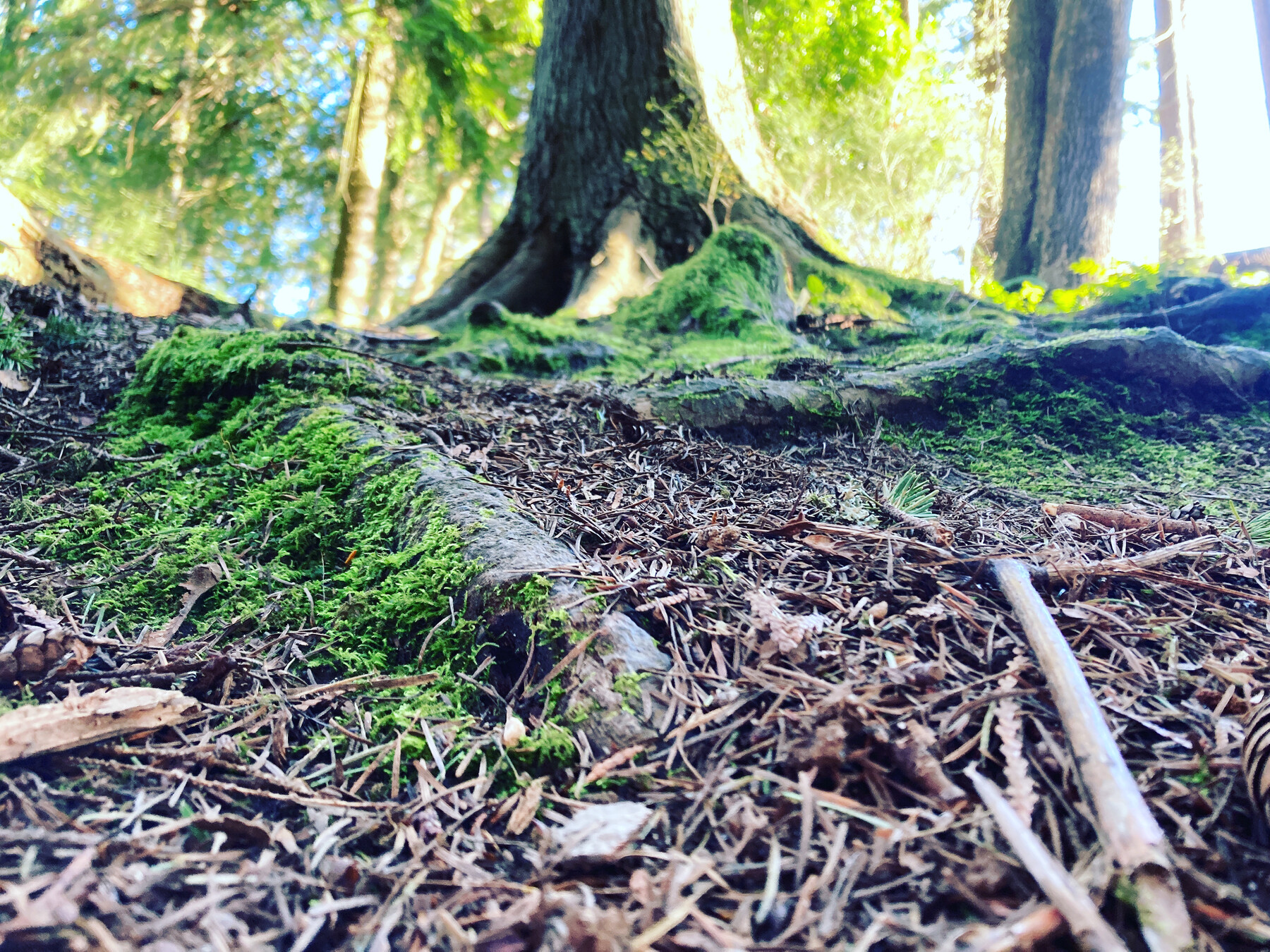 ArtStation - Artist Reference Photos (Forest) | Resources