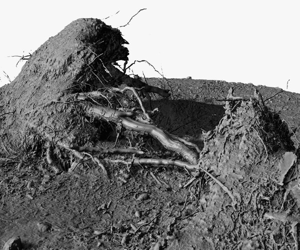 ArtStation - Fallen Pine Tree Bare Roots 1x16k 4x16k Textures 3D Model ...