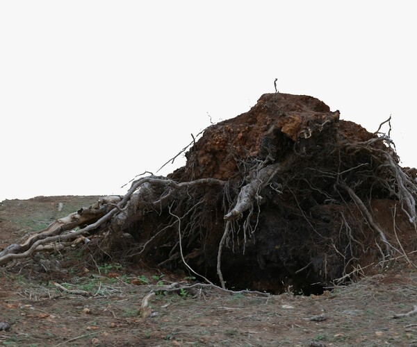 ArtStation - Fallen Pine Tree Bare Roots 1x16k 4x16k Textures 3D Model ...