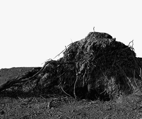 ArtStation - Fallen Pine Tree Bare Roots 1x16k 4x16k Textures 3D Model ...