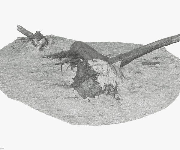 ArtStation - Fallen Pine Tree Bare Roots 1x16k 4x16k Textures 3D Model ...