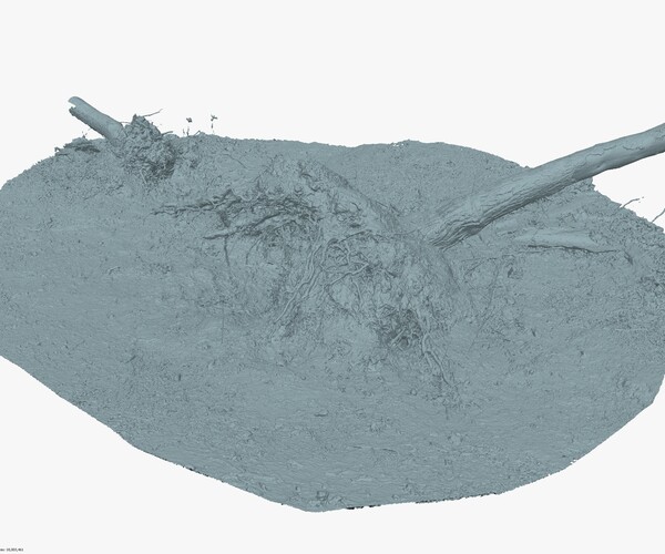 ArtStation - Fallen Pine Tree Bare Roots 1x16k 4x16k Textures 3D Model ...