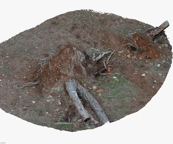 ArtStation - Fallen Pine Tree Bare Roots 1x16k 4x16k Textures 3D Model ...