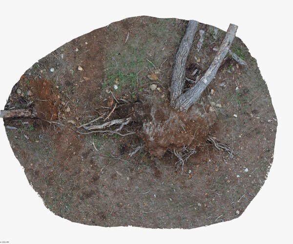 ArtStation - Fallen Pine Tree Bare Roots 1x16k 4x16k Textures 3D Model ...