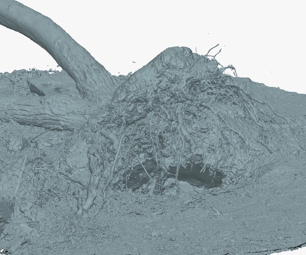 ArtStation - Fallen Pine Tree Bare Roots 1x16k 4x16k Textures 3D Model ...