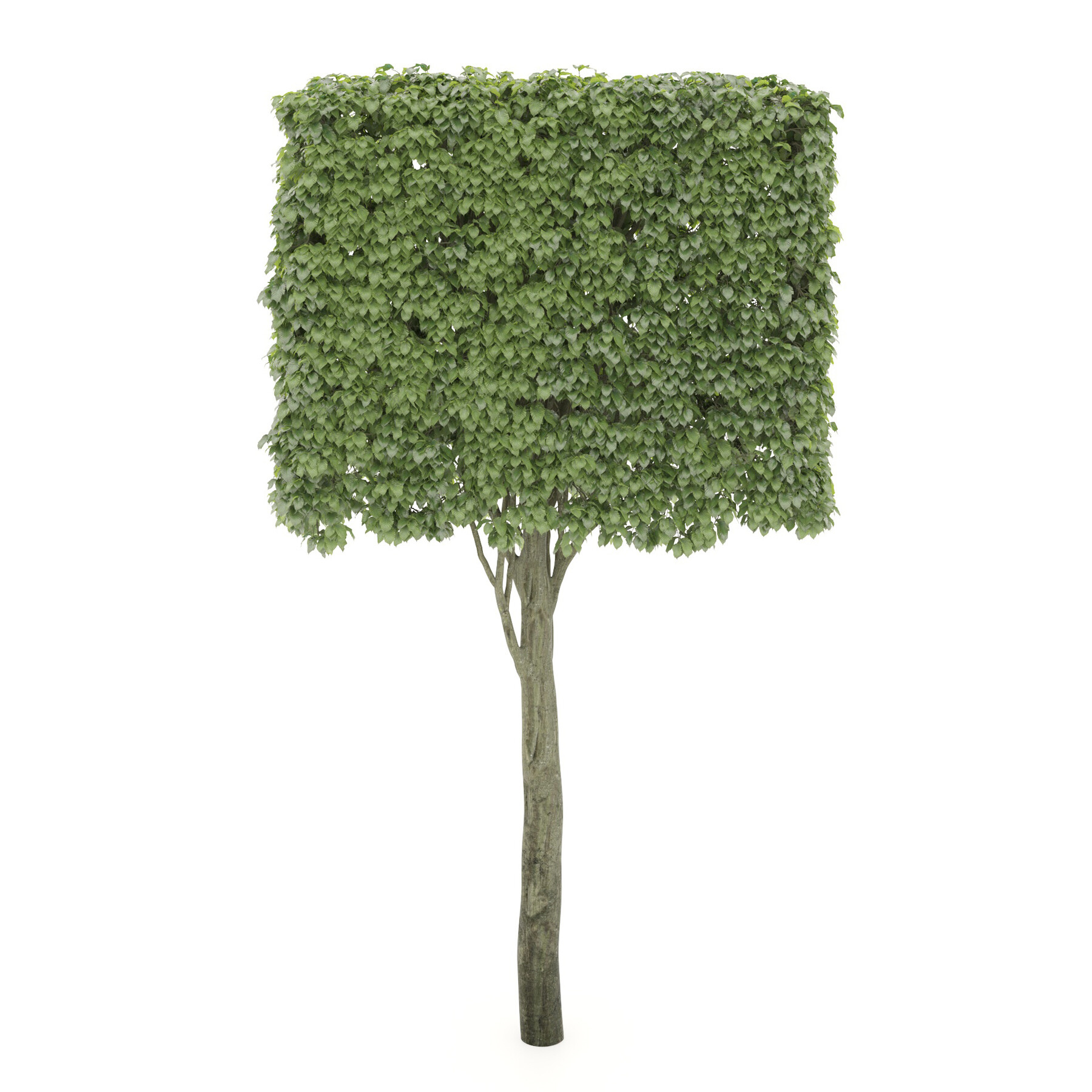 ArtStation - Rectangular shaped tree | Resources