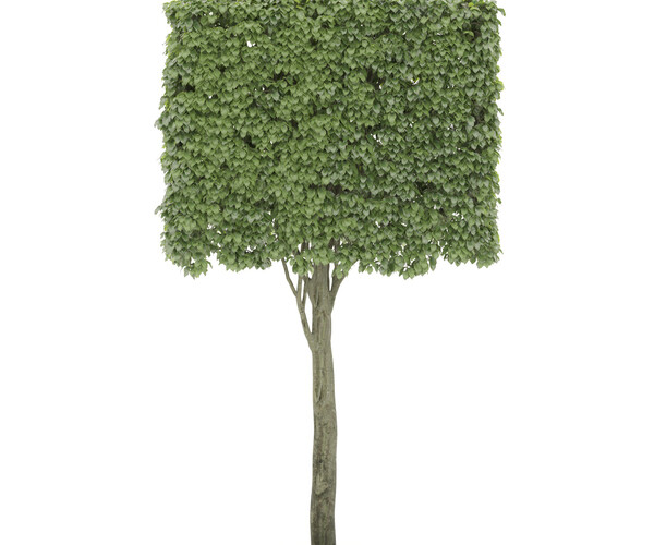 ArtStation - Rectangular shaped tree | Resources