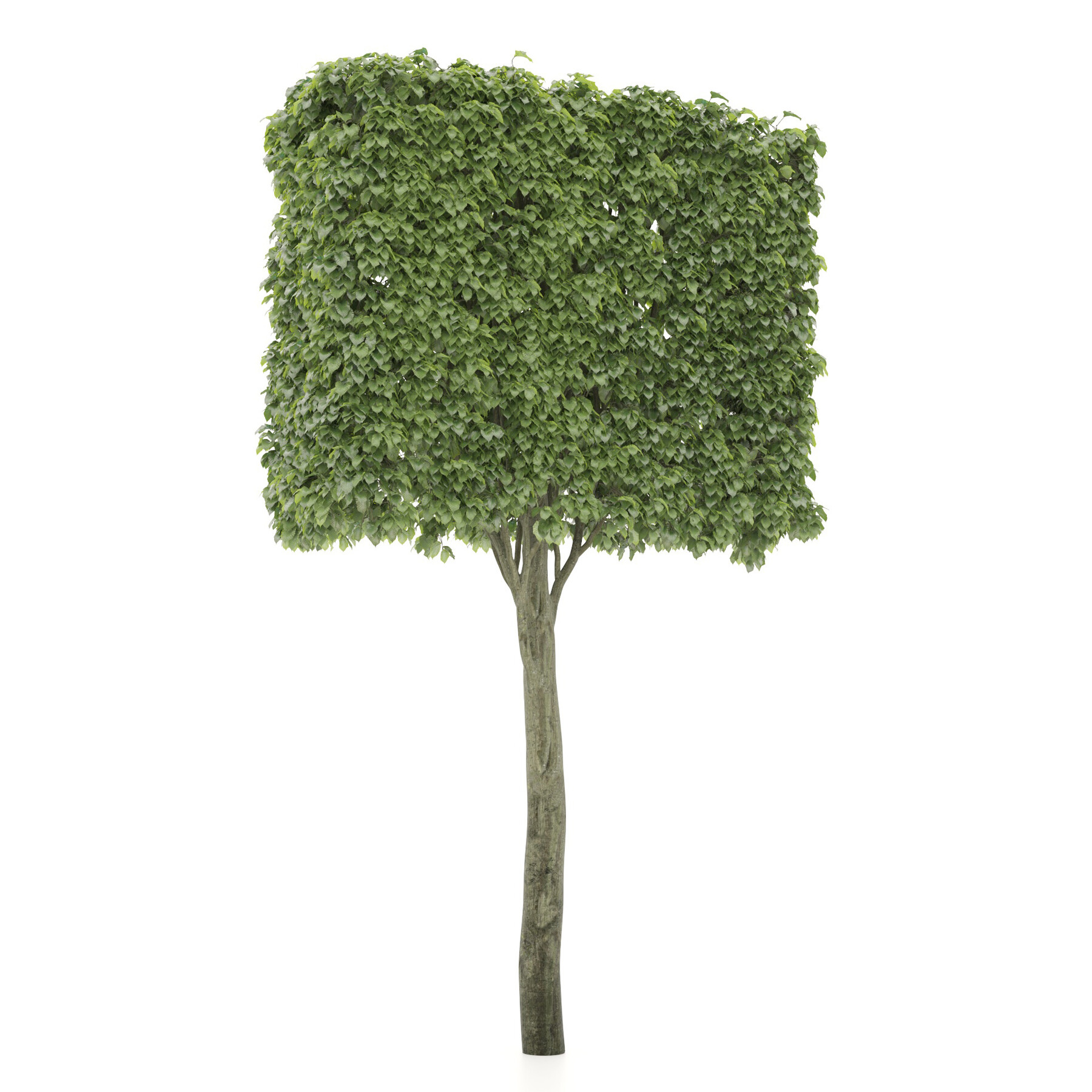 ArtStation - Rectangular shaped tree | Resources