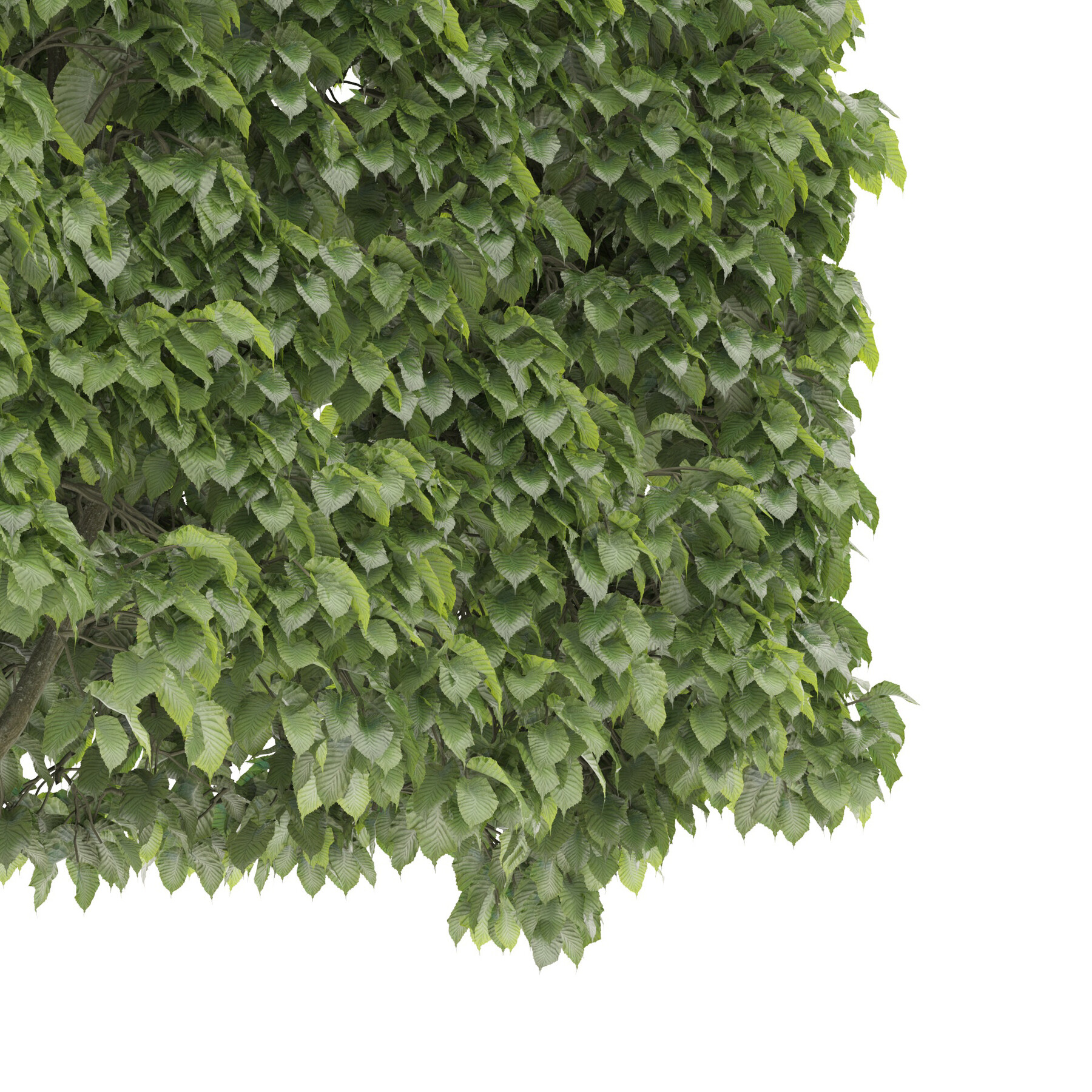 ArtStation - Rectangular shaped tree | Resources